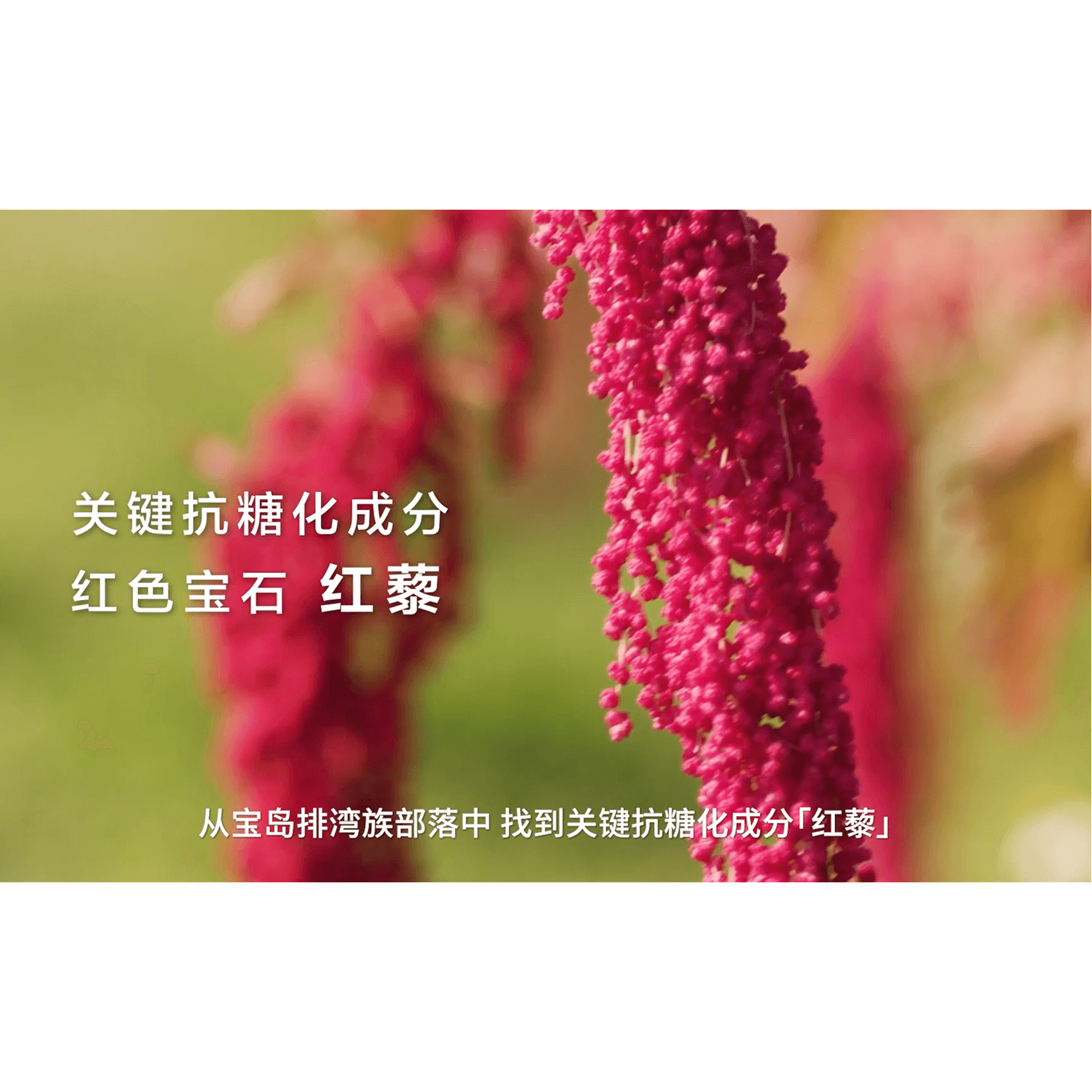 美乐家红藜果味饮料